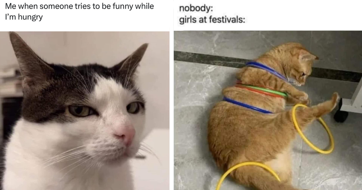 31 Funny Feline Memes to Help All You Grumpy Cats Purrservere With ...