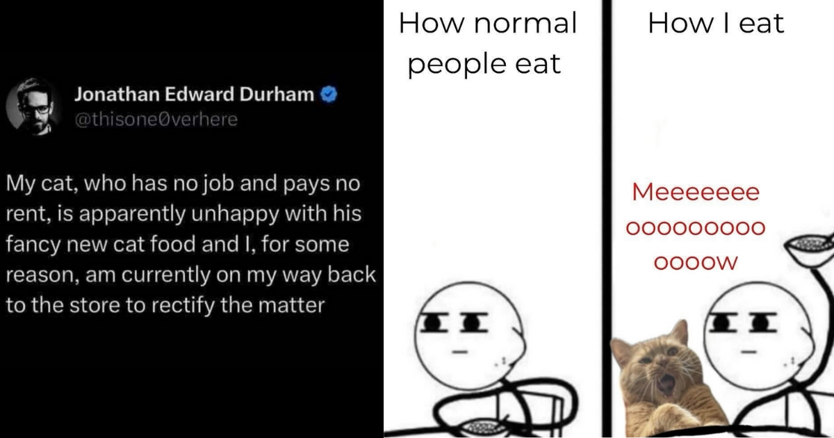 27 Hilarious Cat Memes to Send to Your Feline-Obsessed Coworkers - I ...