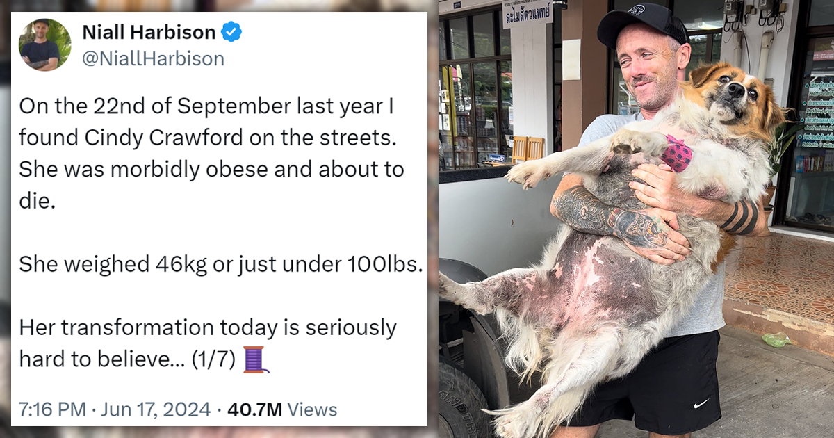 'We started seeing Cindy Running for the first time ever': Mega Chonky ...