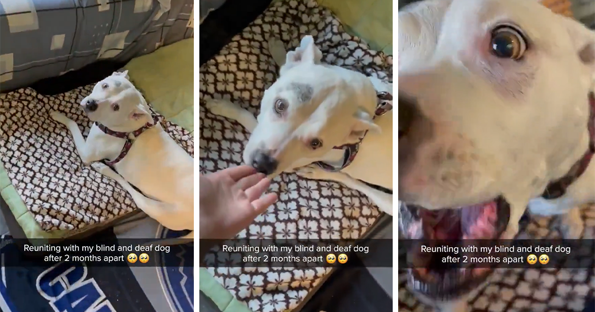 Blind And Deaf Dog Gets Reunited With Its Human After 2 Months Apart ...