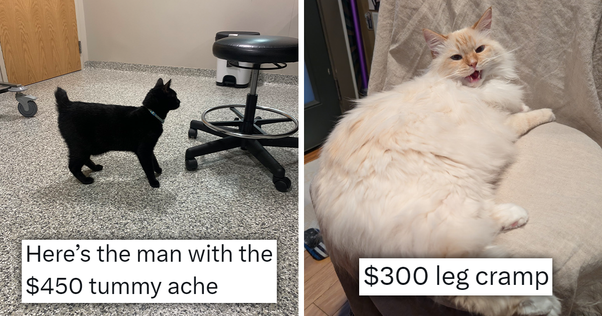'Here's the man with the $450 tummy ache': Funny Cats Going To The Vet ...