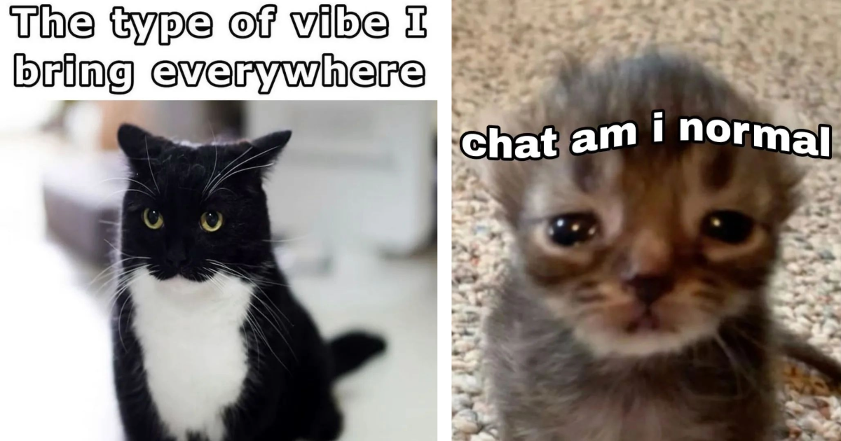 21 Hilarious Memes From The Meowgical Minds Of Cats About Our Hapless ...