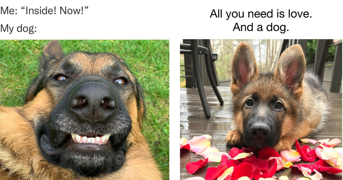 21 Gentle German Shepherd Memes For Doggo Devoted Employees Dodging ...