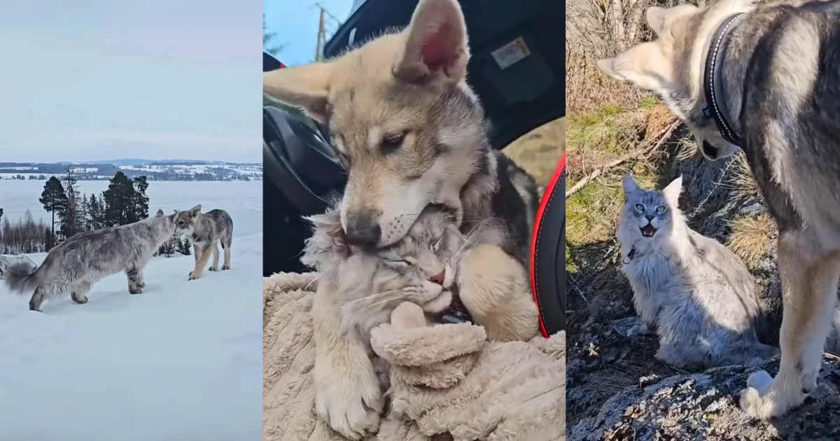 Maine Coon Finds Wild Wolf Pup Alone and Convinces Mom to Adopt Him ...