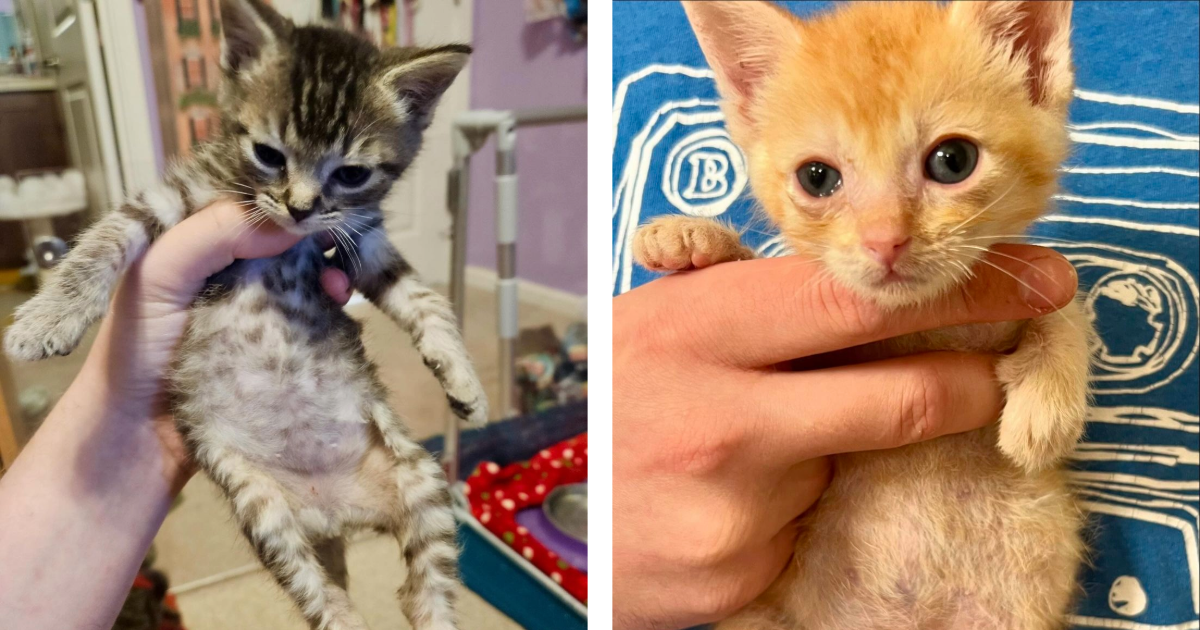 20 Tiny Pawdorable Kitten Pictures To Warm Your Heart While Chilling In ...