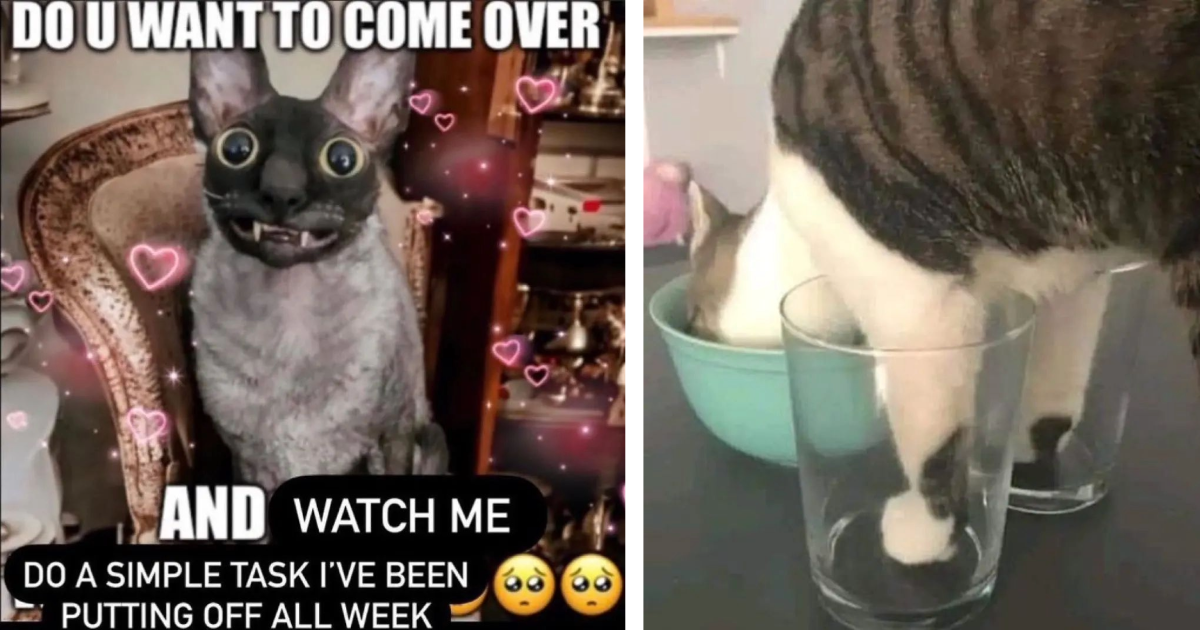 24 Out Of Control Cat Posts For Hoomans Who’ve Lost The Plot - I Can ...