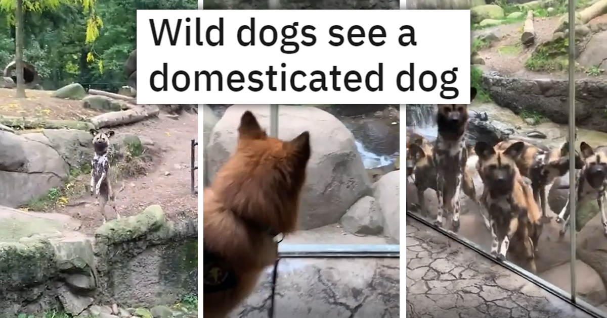 Ridiculously Round-Eared Wild Dogs See Domesticated Doggo For The First ...