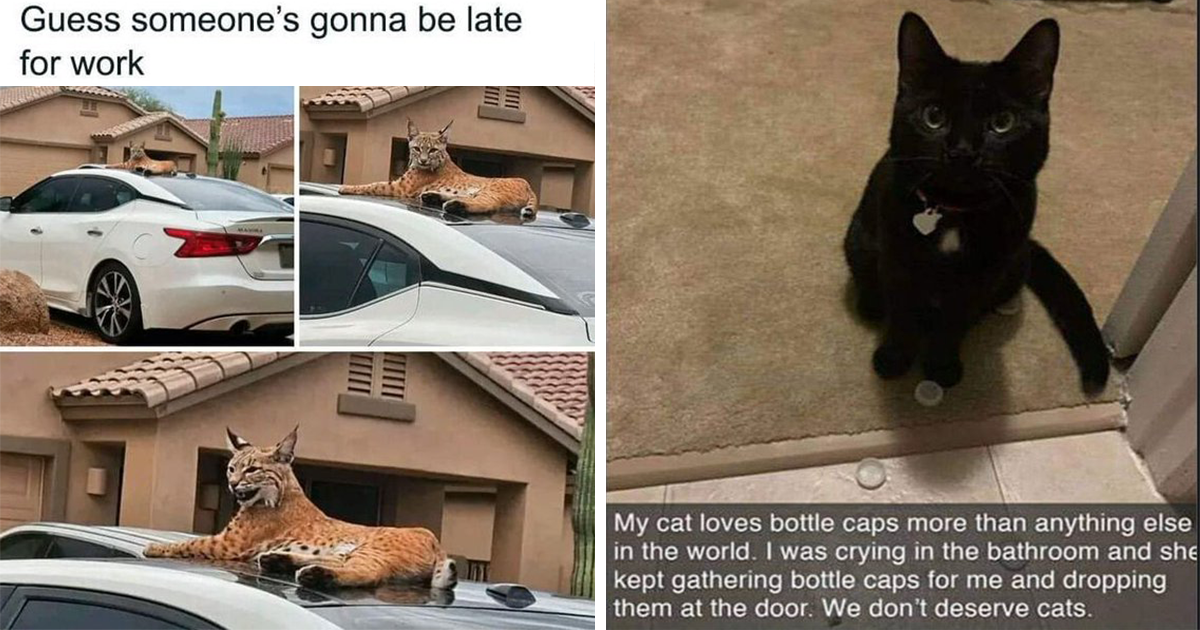 25 Emotional Support Cat Memes To Catapult You Straight Into The ...