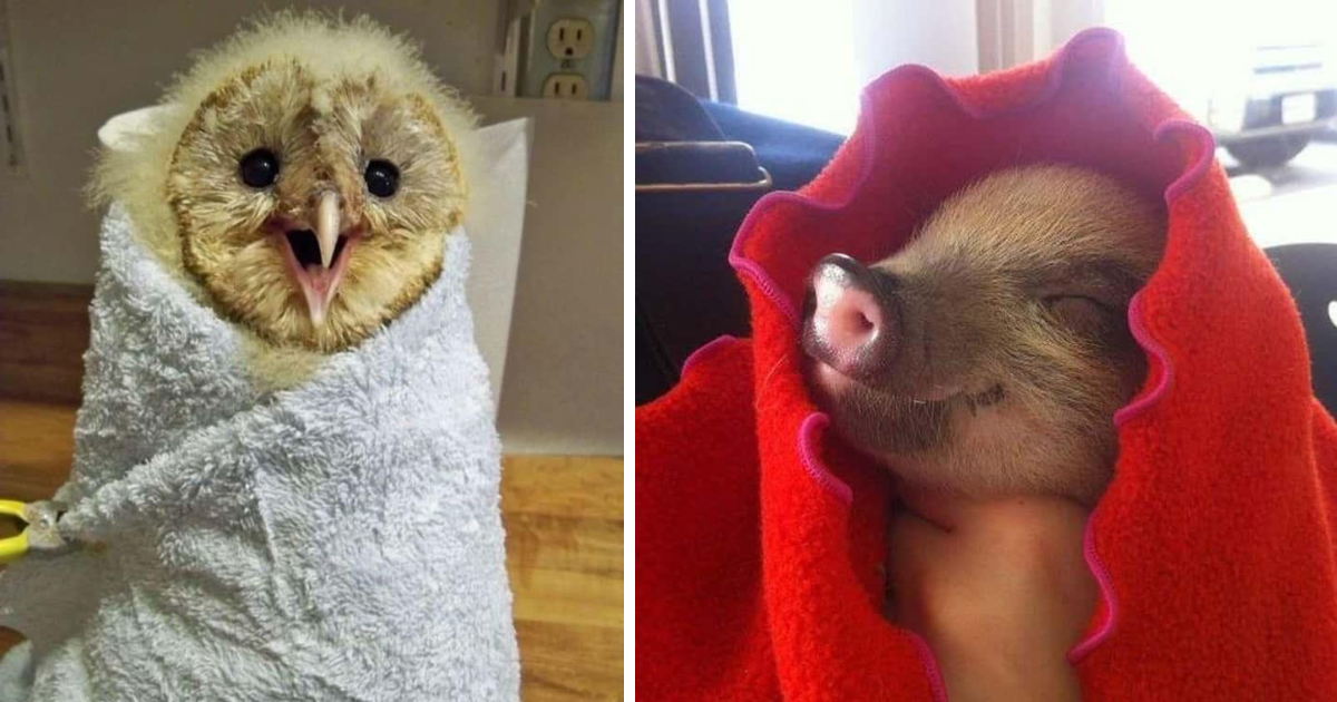 23 Brrrrrilliantly Adorable Animals in Blankets to Keep You Warm While ...