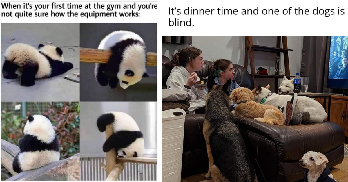 Pawsitive Animal Memes for a Perfectly Wholesome Sweet Summer Treat ...