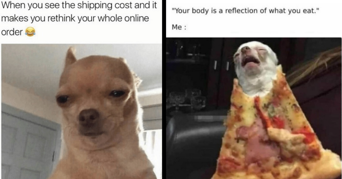 A Happy Heatwave of Dog Memes to Make Your Heart Howl With Laughter ...