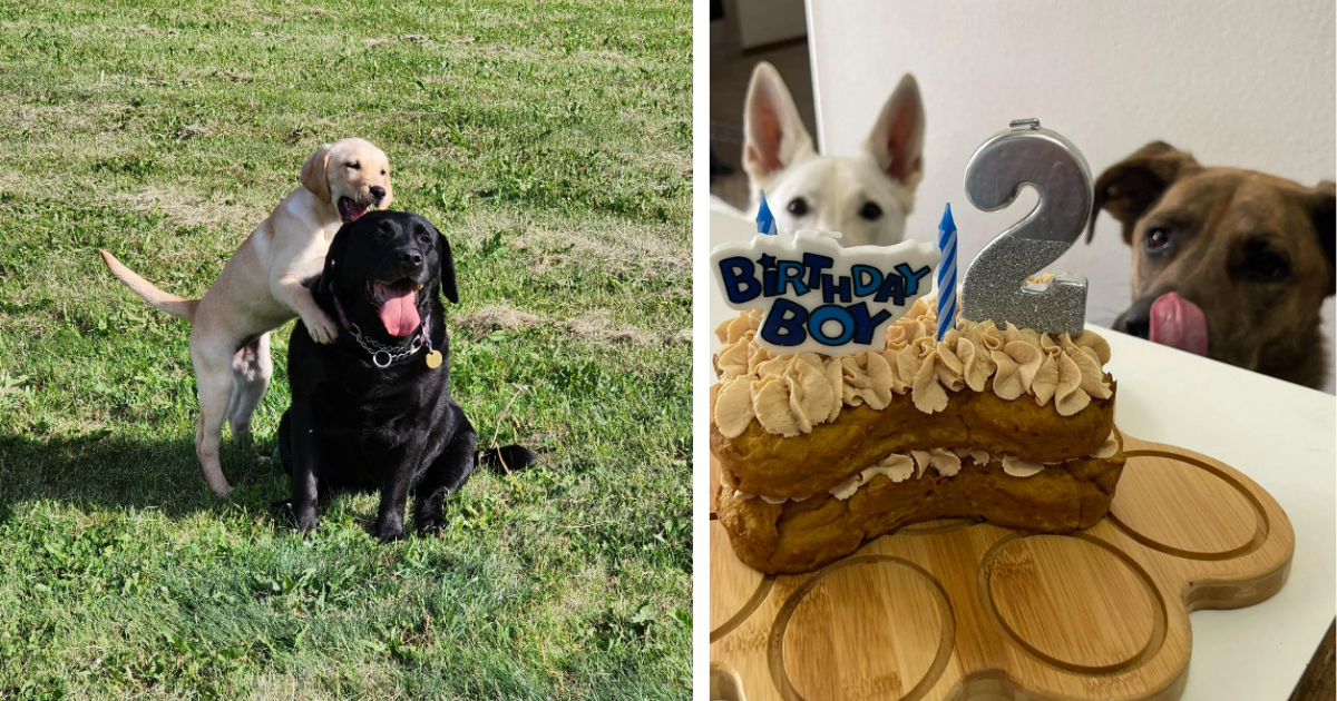 24 Perfect Pairs of Sweet Doggo Besties That Go Together Like the Pool ...