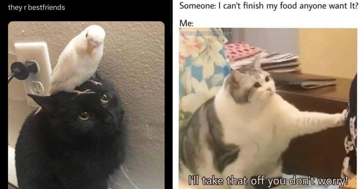 24 Wholesome Memes Of Well Behaved Cat Children Who’ve Earned An ...