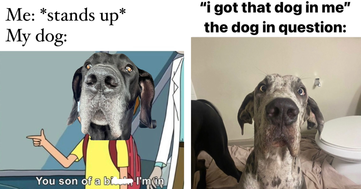 24 Gorgeous Great Dane Memes To Celebrate The Great Work You’ve Done ...