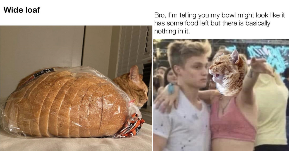 24 Cat Memes for a Quick Fix of Catnip Cuteness - I Can Has Cheezburger?