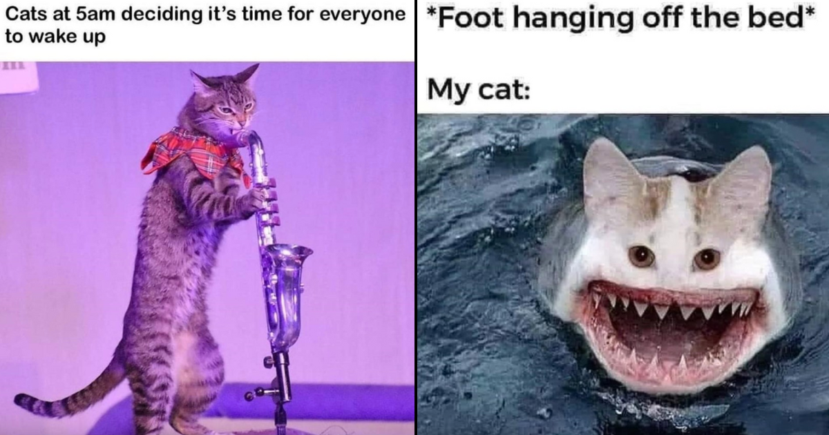 33 Cat Memes for a Cozy Caturday Countdown - I Can Has Cheezburger?