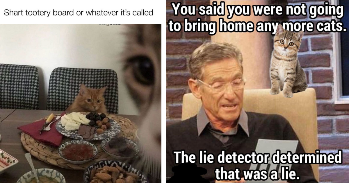 A Feline Collection of Caturday Memes Like Catnip for the Hooman Soul ...