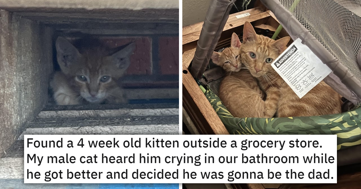 This Week's Heartwarming Helping Of Newly Adopted Cats For Fresh Feline ...