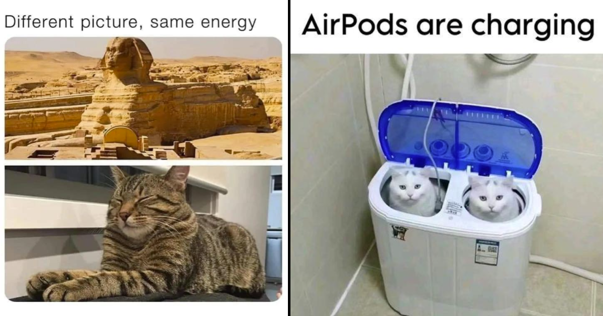 Funniest Cat Memes for Feline Fanatics (July 17, 2024) - Memebase ...