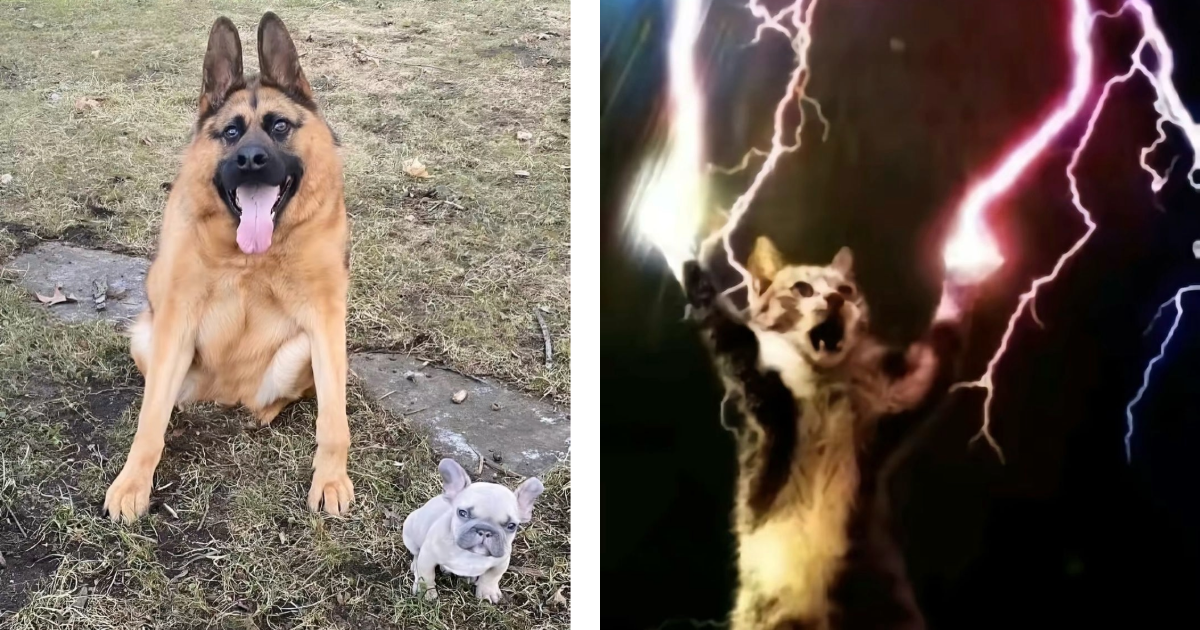 23 Quirky Animal Pictures To Reveal Your Silly Side Ahead Of The ...