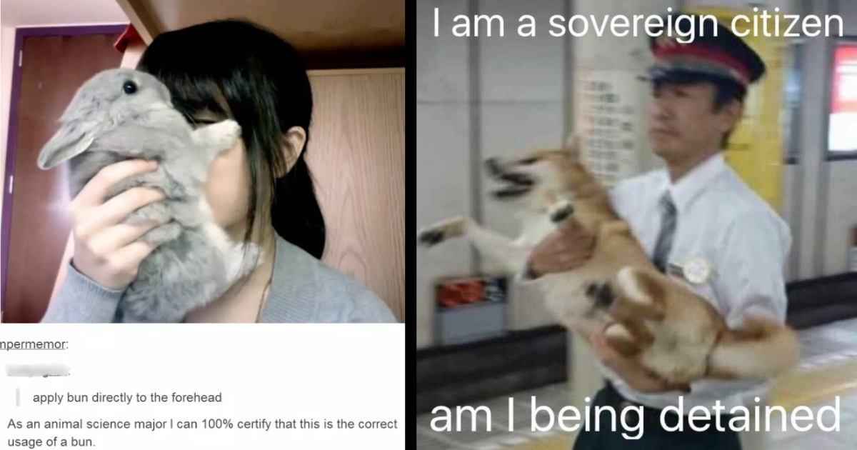 25 Hilarious Animal Memes That Serve Fresh Farm to Table Funnies ...