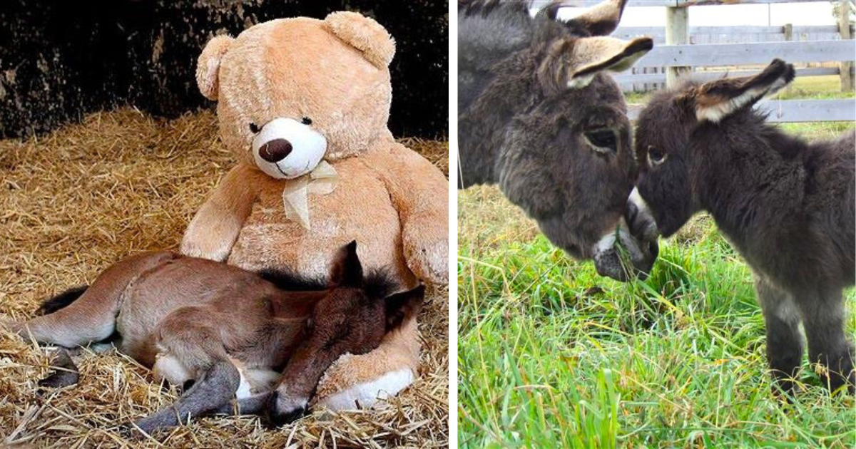 24 Baby Barn Animals To Bless Your Weekend With a Wholesome Harvest of ...