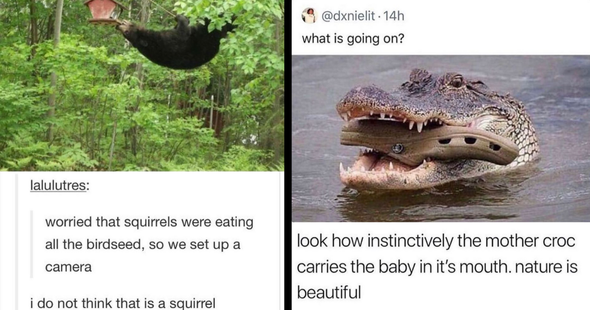 27 Funny Animal Memes to Giggle Like a Silly Goose on This Sunday Full ...