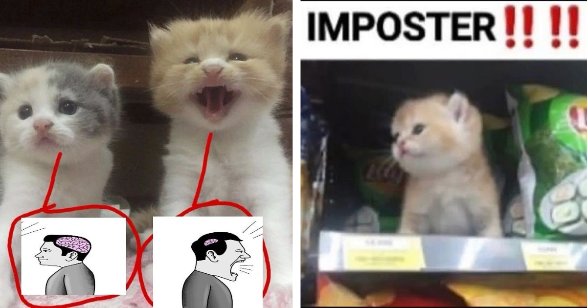 Cats Causing Chaos: 23 Funny Cat Posts For Hoomans Who Wish To Become ...