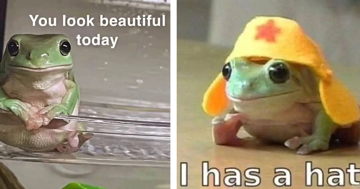 20 Friendly Frog Memes For Hoomans Who Want Company On Their Lilly Pad ...