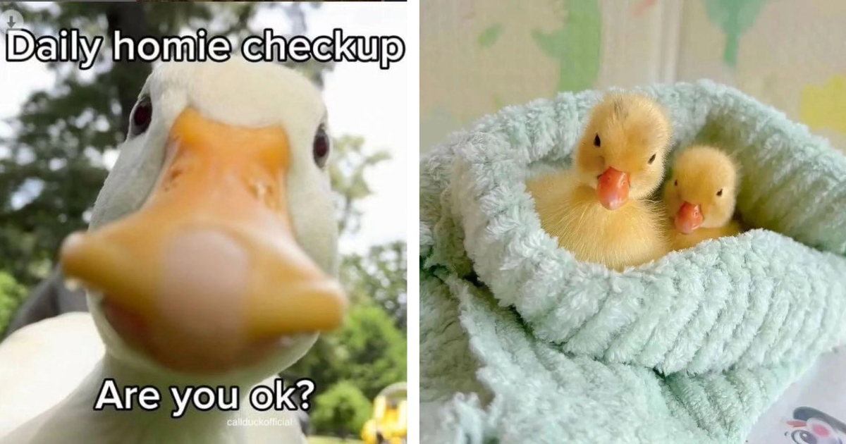 24 Dopamine-Filled Duck Posts To Deliver Your Daily Dose Of Delightful ...