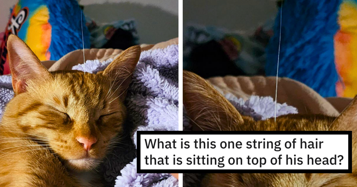 Remarkable Orange Cat Born With Adorable Antenna For Extra Reception of ...