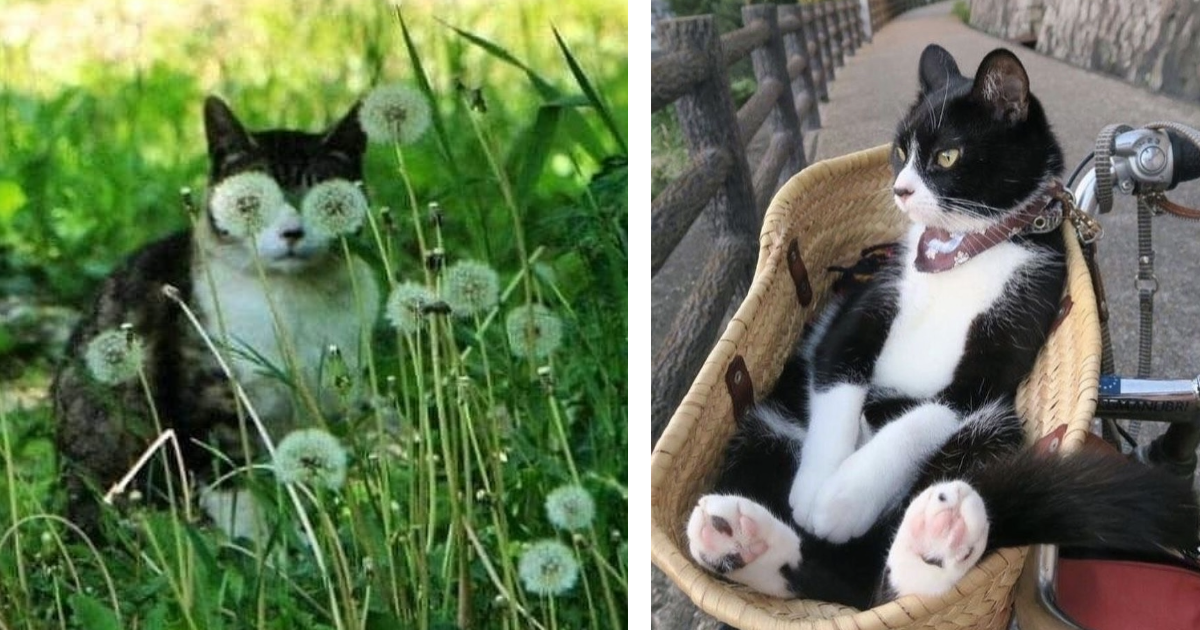 Intimate Moments From The Colorful Lives Of Cats: 25 Feline Pictures To ...