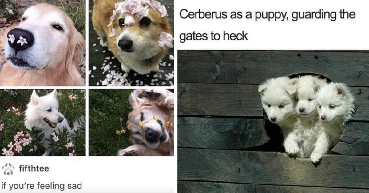 35 Delightful Doggo Memes for a Silly Sunday Scrollathon - Animal ...
