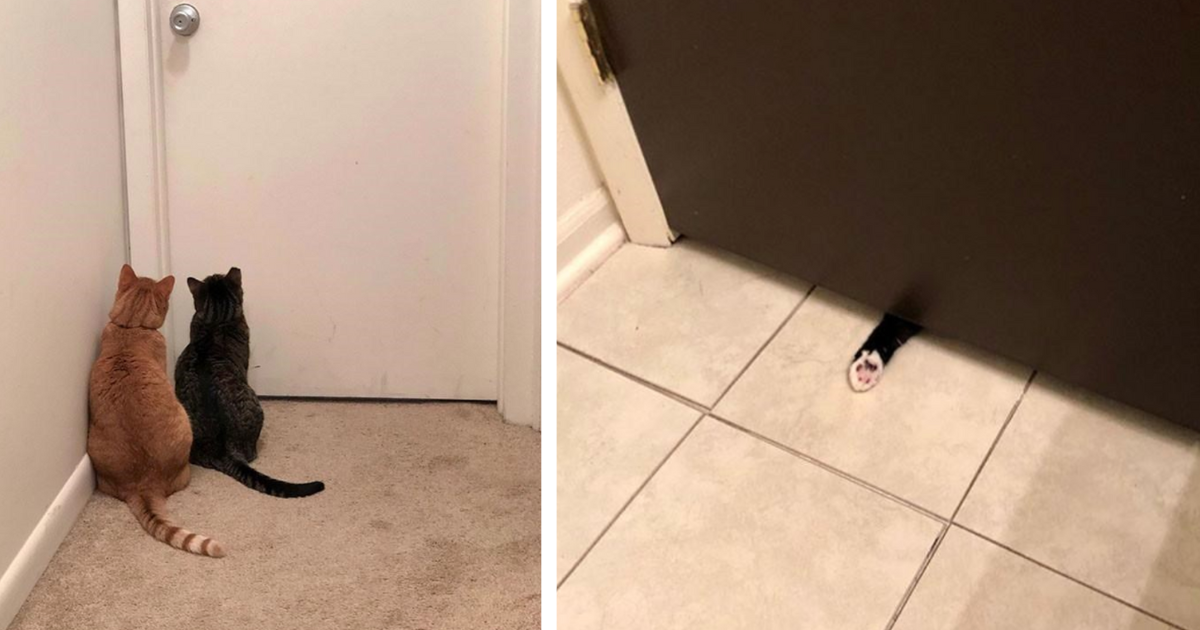 43 Clingy Cats Completely Clueless About Purrsonal Space - I Can Has ...