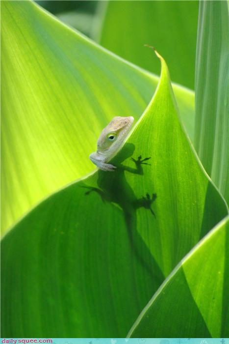 Daily Squee - Cute Animals - Cute Baby Animals - Cute Animal Pictures ...