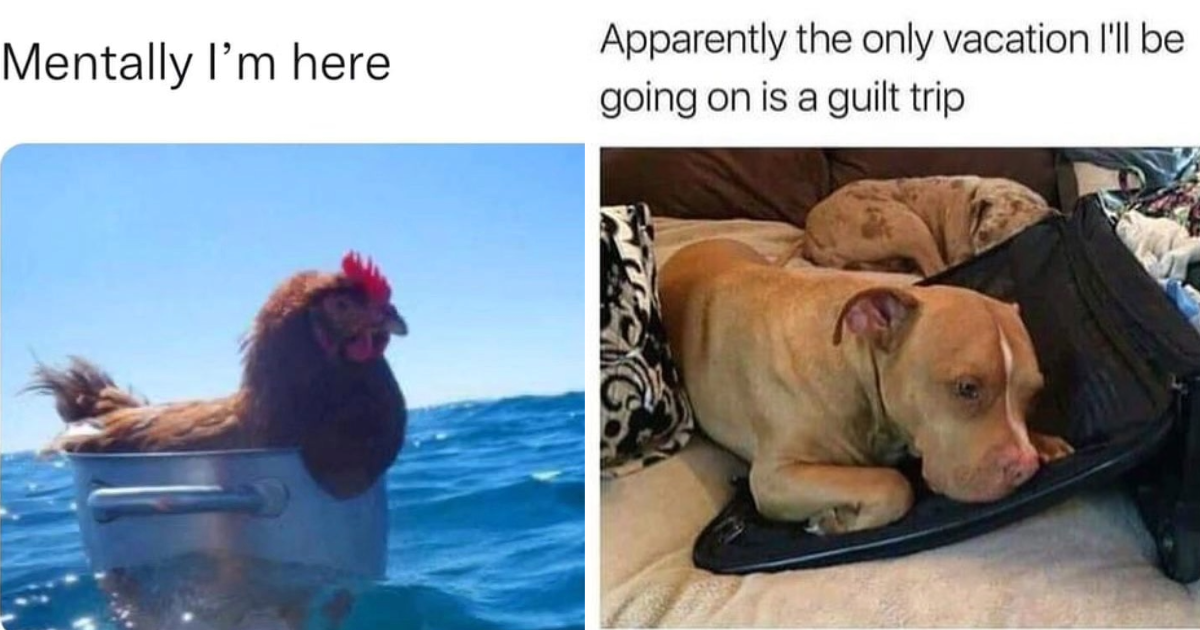 23 Comforting Animal Memes For Introverts On A Sunny Sunday Mental ...