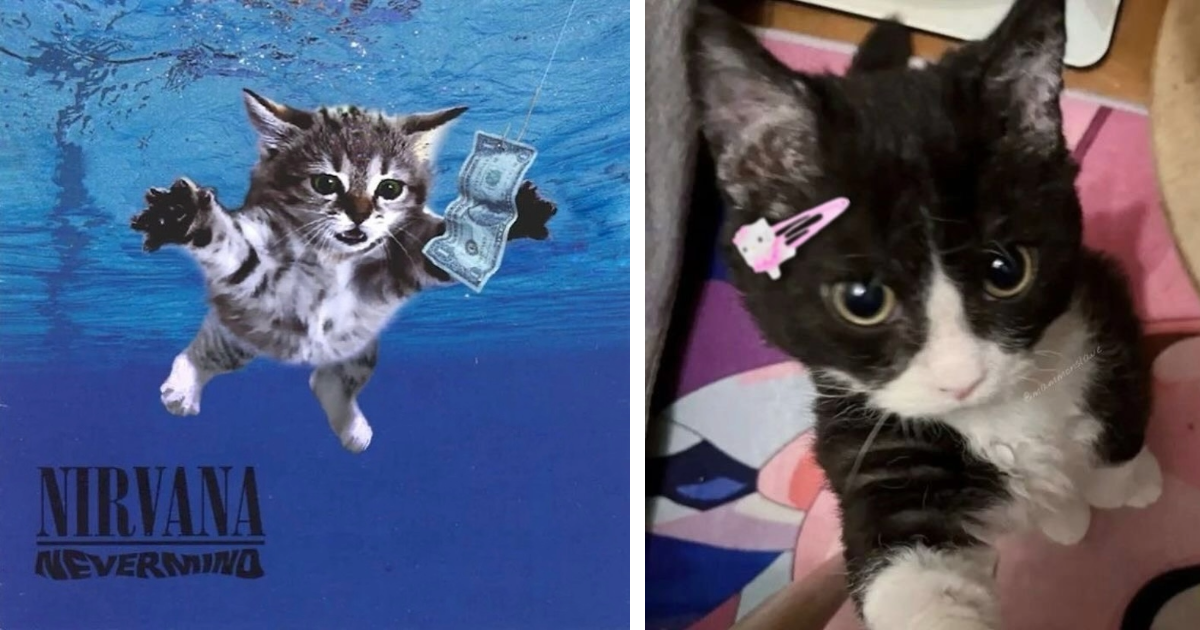 22 Hissterical Cat Pictures And Memes For The Millennials Who Grew Up ...