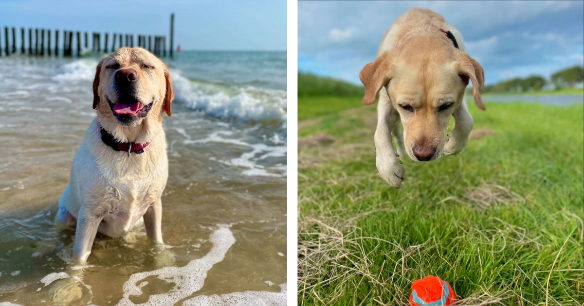 21 Sweet Pictures Of Labradors Loving Life For Us While We Are Stuck At ...