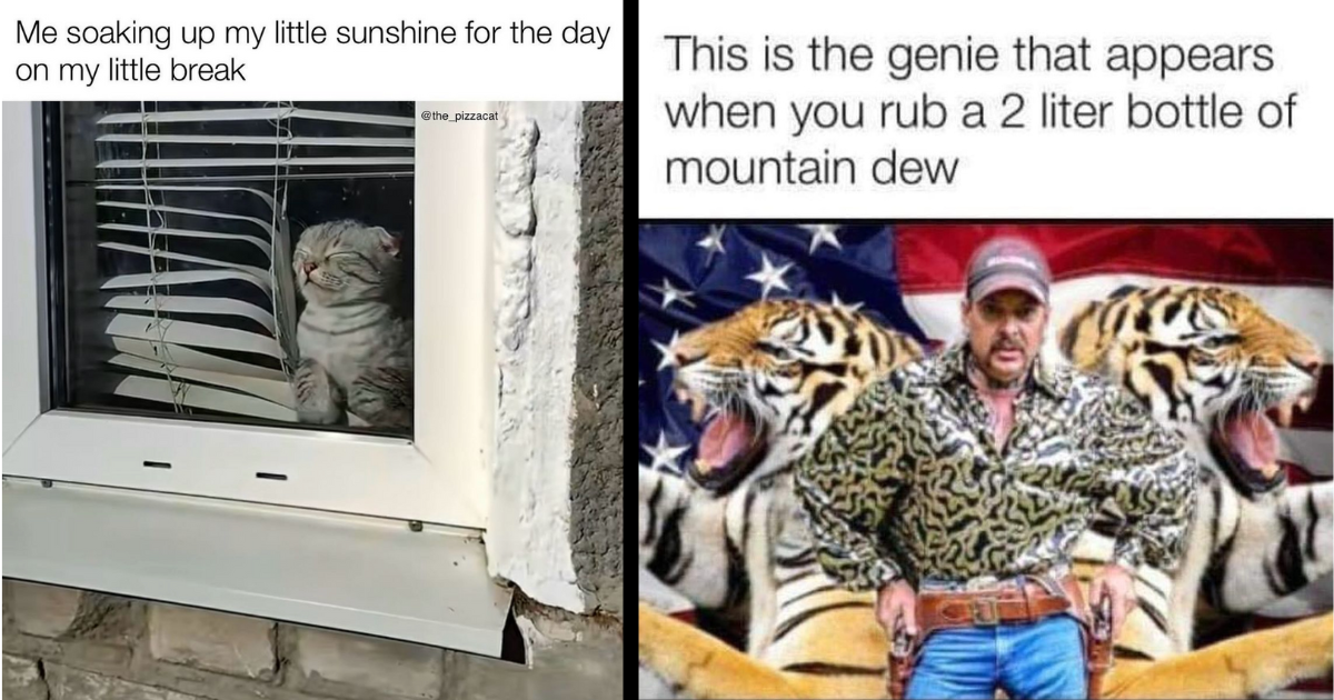 30 Cat Memes to Heat Up Your Tuesday With Sizzling Summer Sillies - I ...