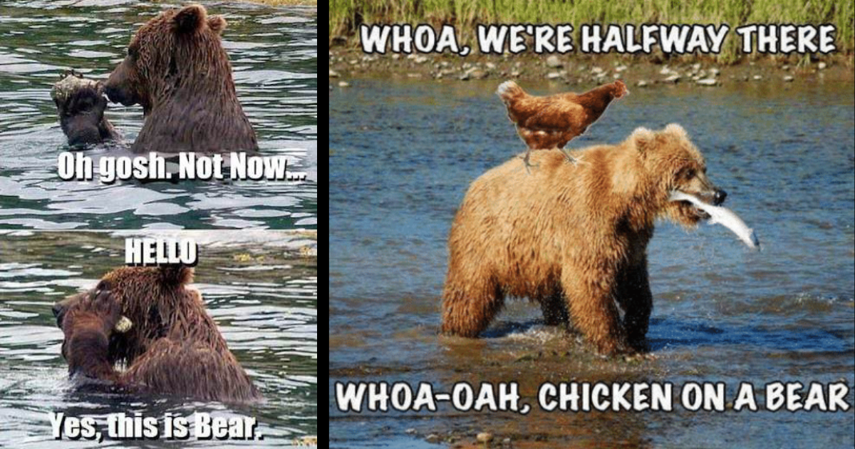 Burly Man Memes 33 Burly Bears Memes For Animals Enthusiasts Who