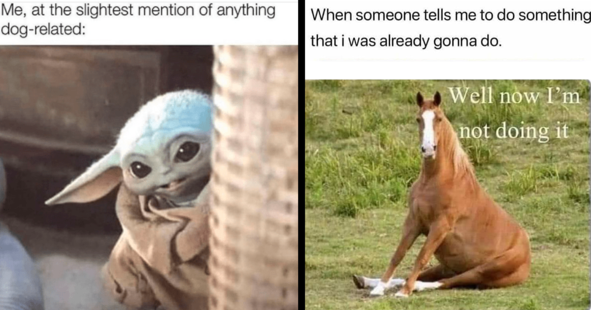 30 Animal Memes to Add a Tiny Umbrella to Your Monday Meme Mocktail of ...