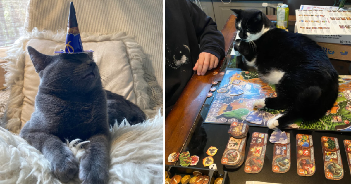 22 Fluffy Feline Furrballs Casting Fireball On a Quest to Quench Their ...