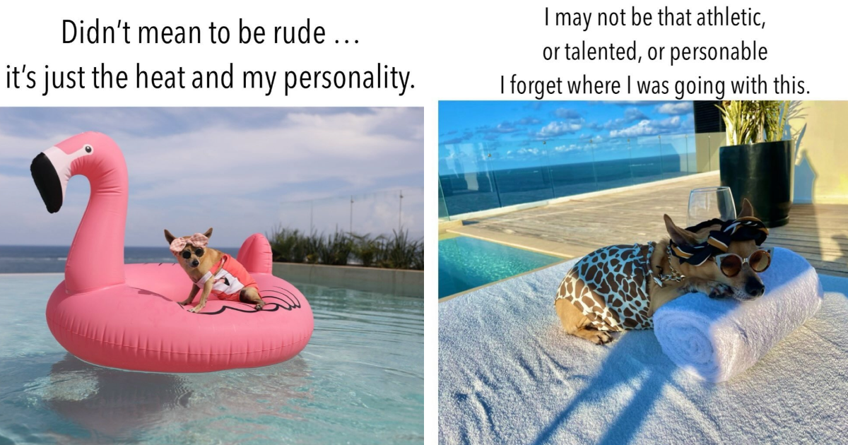 22 Canine Vacation Memes For Hardworking Hoomans Who Got Denied PTO ...