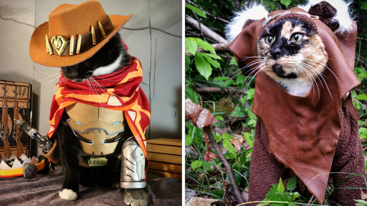 26 Fabulous Feline Costumes That Will Surely Turn Heads at the Next ...