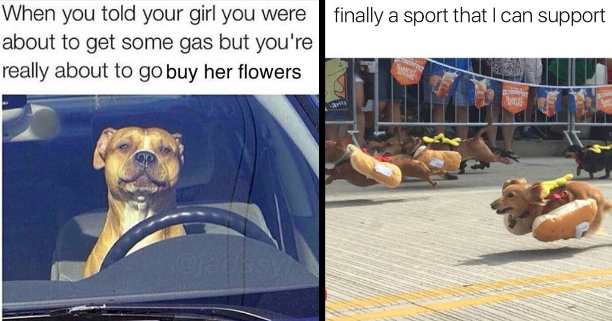 26 Mood-Lifting Doggo Memes Fur A Better Day (July 23, 2024) - Animal ...