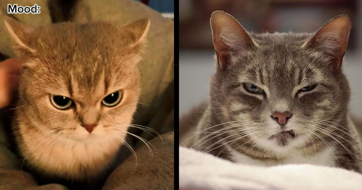 50 Grumpy Cats Grinding Away Through the Work Week to Reach a Glorious ...