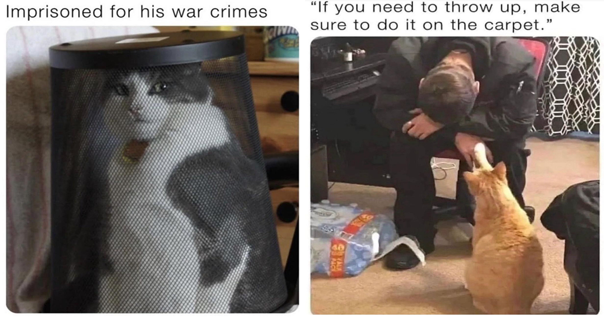 30 Hissterical Cat Memes to Yowl With Laughter on This Sunny Summer ...