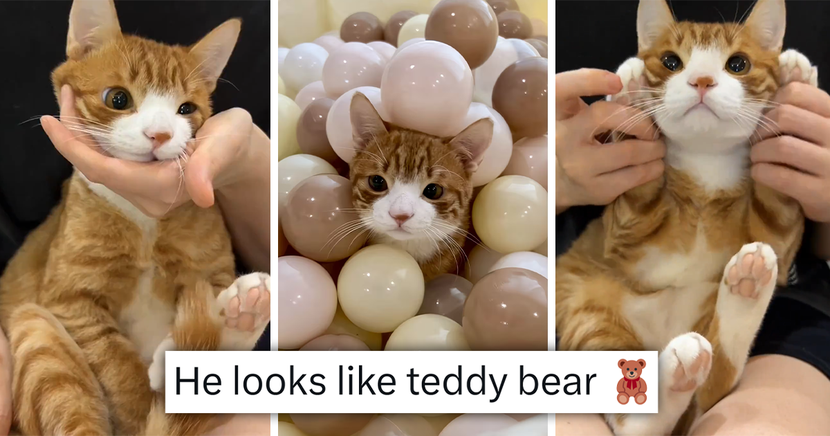 'He looks like teddy bear': Unique Cat That Looks Like a Beautiful ...