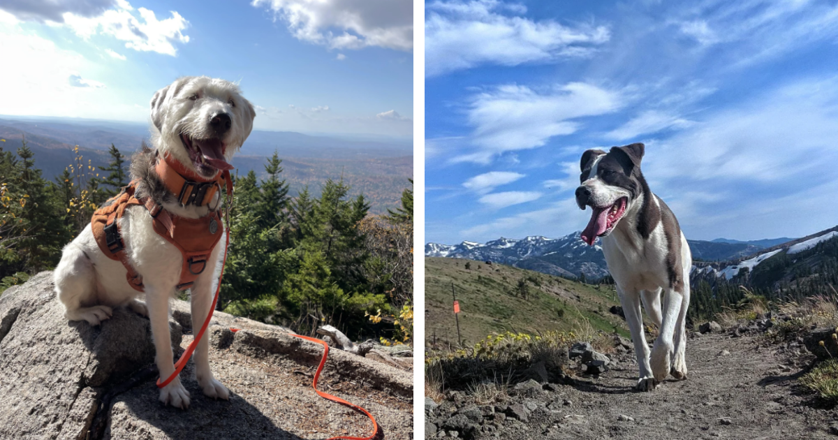 32 Daring Doggos Climbing Mountains for the Perfect Summer Selfie ...