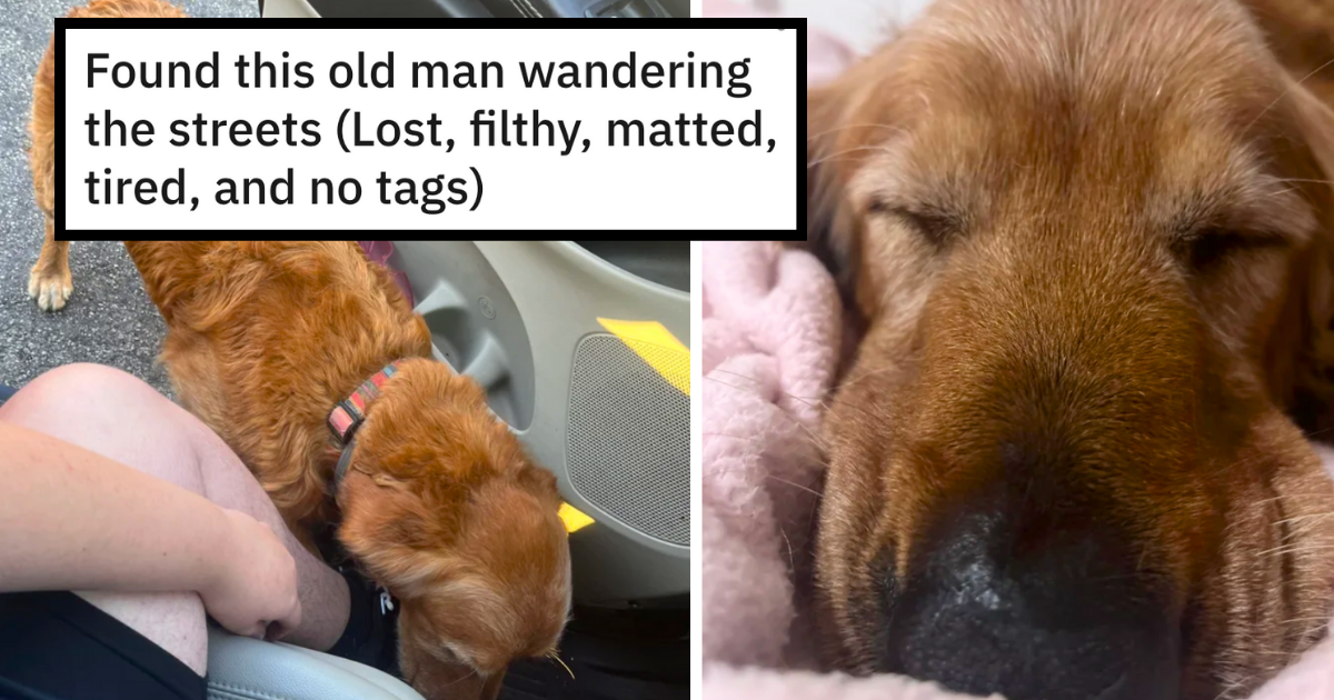 Lost Golden Retriever Doggo Rescued by Wholesome Human From a "Pet ...